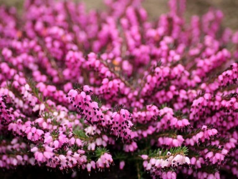 Heather and Heath Flowers: What Are the Different Types? | Florgeous