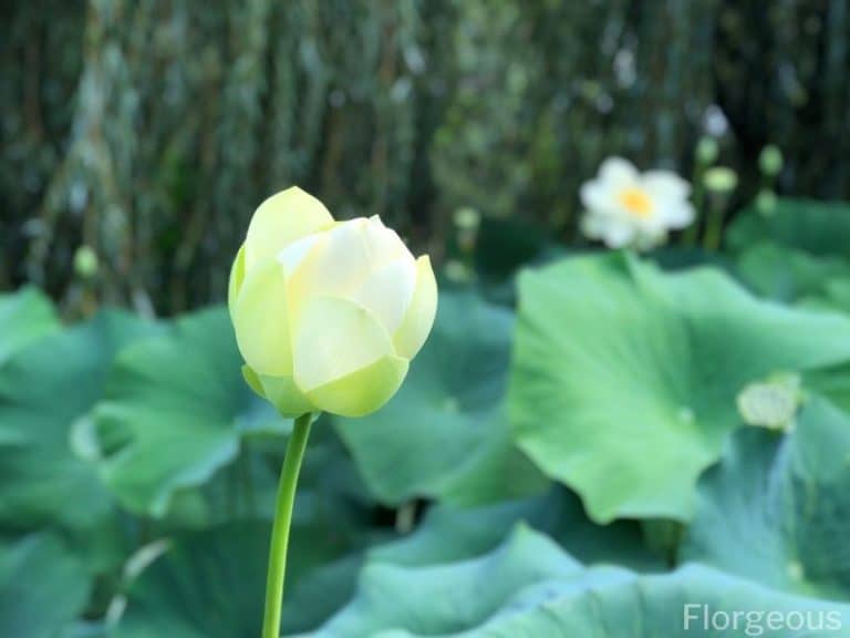 Lotus Flower Meaning and Symbolism - What You Need to Know | Florgeous