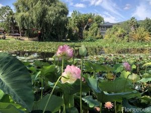37 Different Types of Lotus Flowers and How to Grow | Florgeous