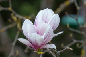 Magnolia Flower Meaning and Symbolism: All You Need to Know | Florgeous