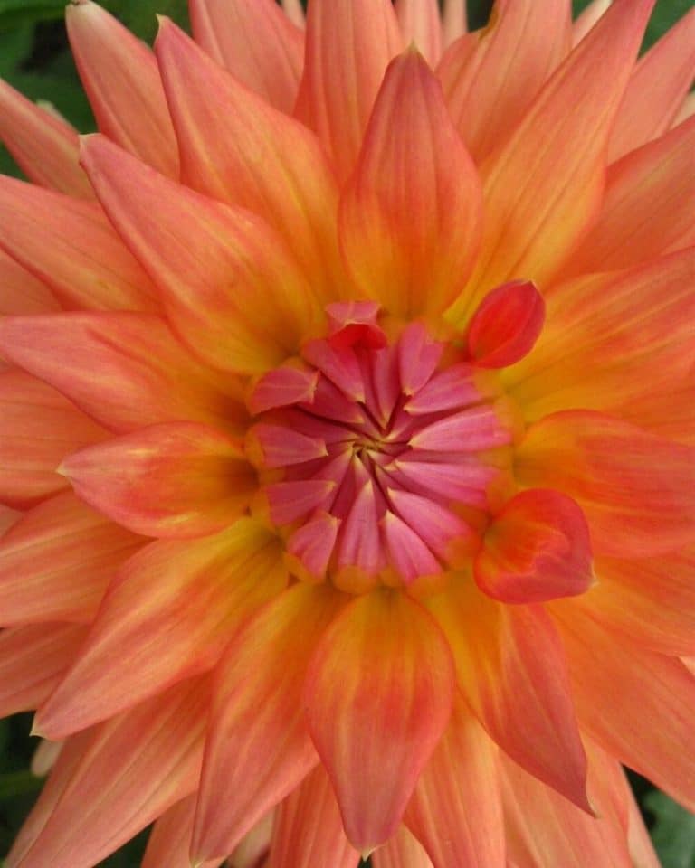 Dahlia Flowers: How To Plant, Grow and Care | Florgeous