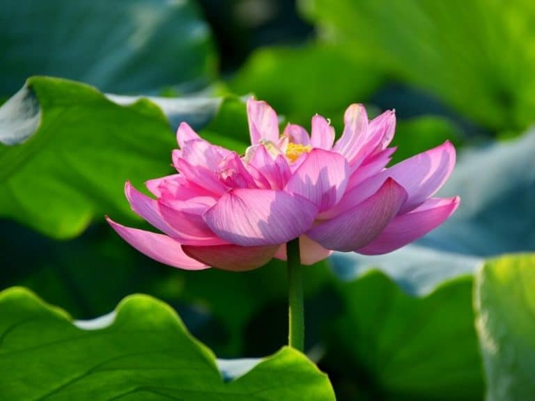 37 Different Types of Lotus Flowers and How to Grow | Florgeous