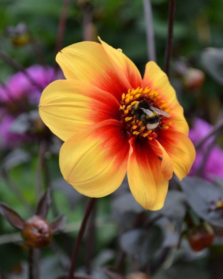 Dahlia Flowers: How To Plant, Grow and Care | Florgeous