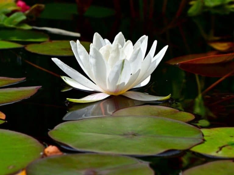 Water Lilies: Different Varieties and Flower Colors