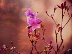 Top 12 Chinese Flowers And Their Meanings | Florgeous