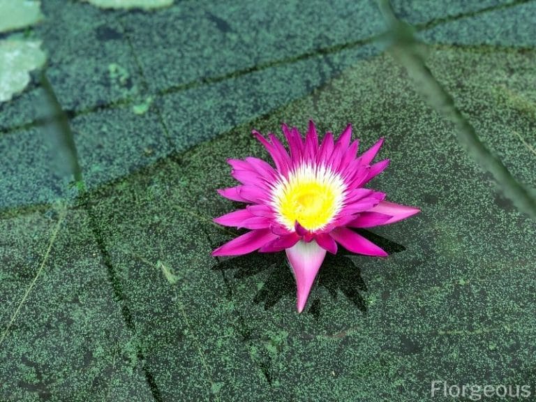 Water Lilies: Different Varieties and Flower Colors