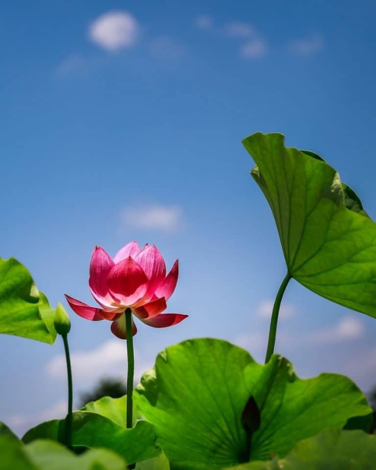 37 Different Types of Lotus Flowers and How to Grow | Florgeous