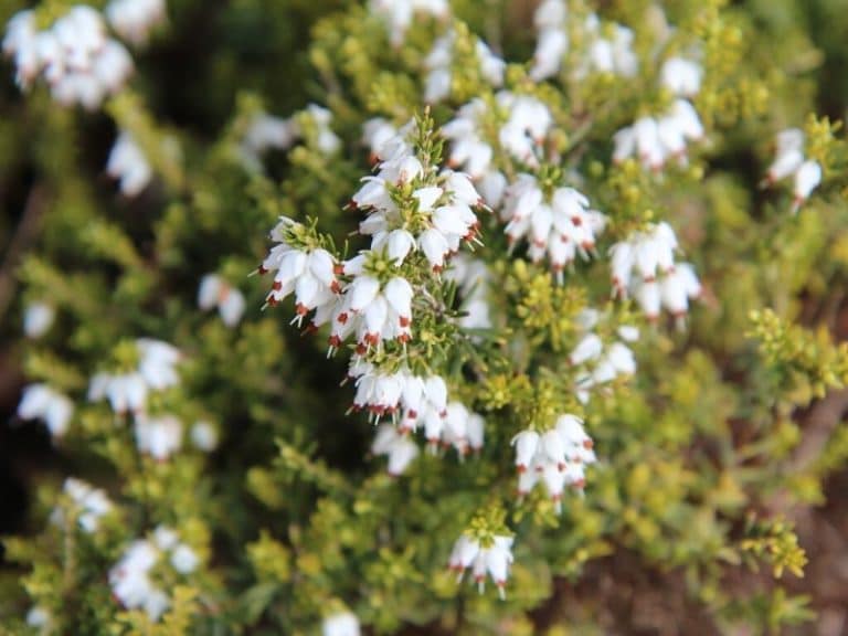 Heather and Heath Flowers: What Are the Different Types? | Florgeous