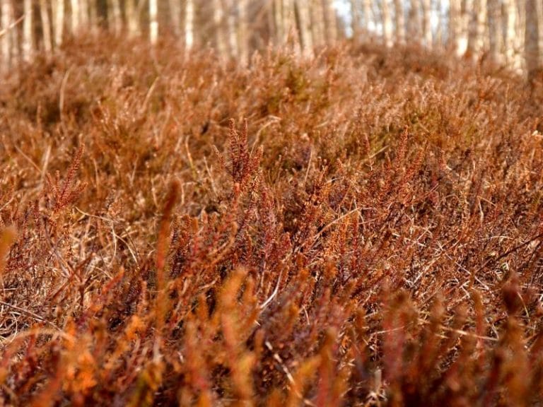 Heather and Heath Flowers: What Are the Different Types? | Florgeous