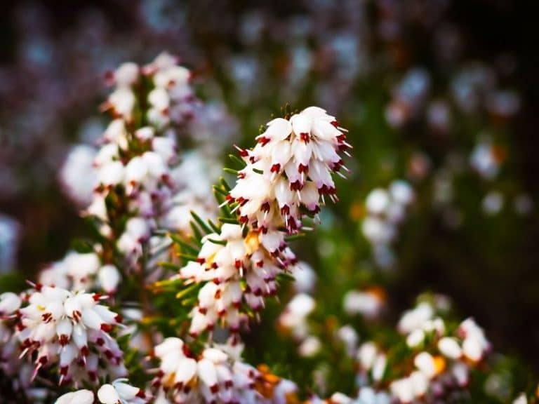 Heather and Heath Flowers: What Are the Different Types? | Florgeous