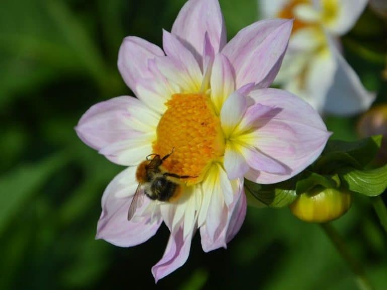 Dahlia Flowers: How To Plant, Grow and Care | Florgeous