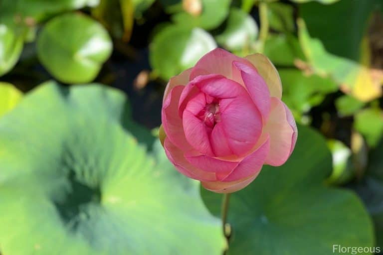 37 Different Types of Lotus Flowers and How to Grow | Florgeous