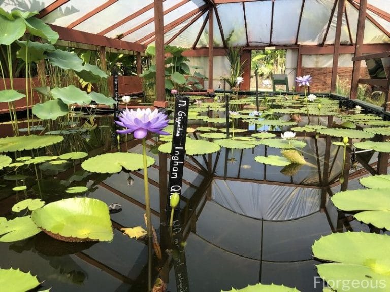 Water Lilies: Different Varieties and Flower Colors