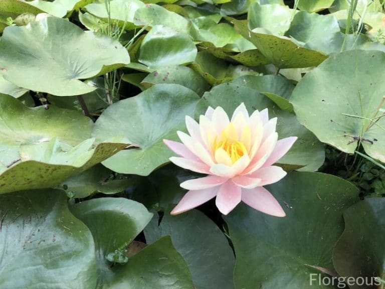 Water Lilies: Different Varieties and Flower Colors