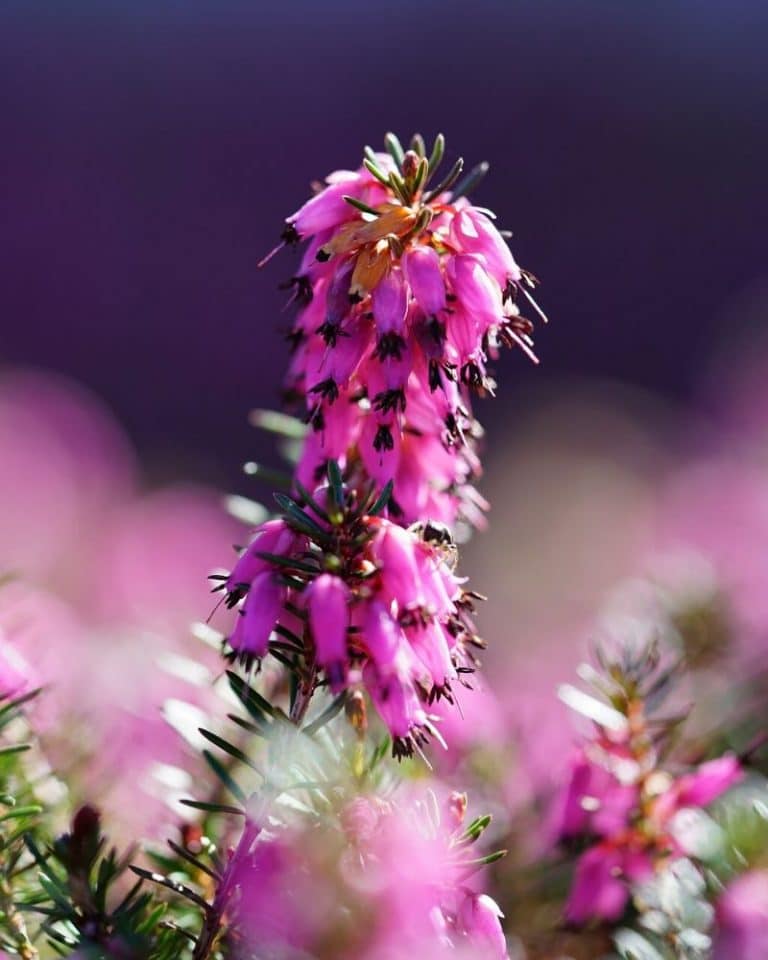 Heather and Heath Flowers: What Are the Different Types? | Florgeous