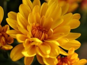 Top 12 Chinese Flowers And Their Meanings | Florgeous