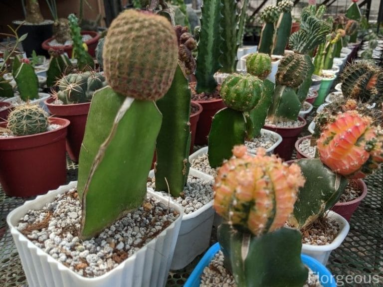 10+ Best Types of Cactus Plants for Home and Gardens | Florgeous