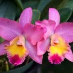 Phalaenopsis Orchids: Types, How to Grow and Care | Florgeous