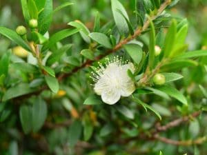 Myrtle Flower Plant: Different Types, How To Grow and Care | Florgeous