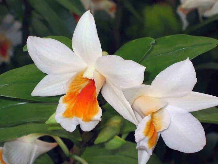 10 Common Types of Orchids for Your Home and Garden | Florgeous