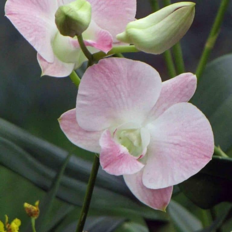 10 Common Types of Orchids for Your Home and Garden | Florgeous