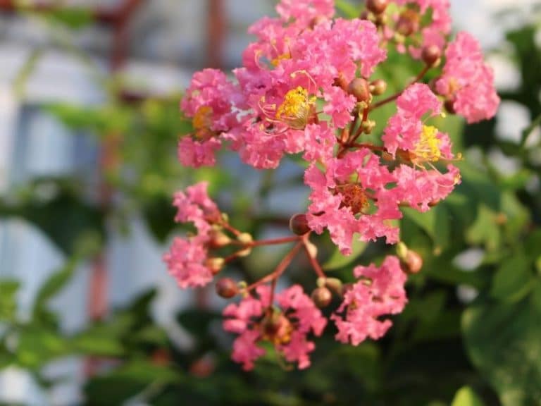 Myrtle Flower Plant: Different Types, How To Grow and Care | Florgeous