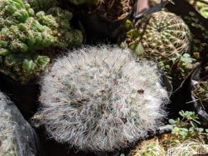 10+ Best Types of Cactus Plants for Home and Gardens | Florgeous