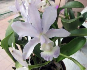 Cattleya Orchids: Different Types, How to Grow and Care | Florgeous