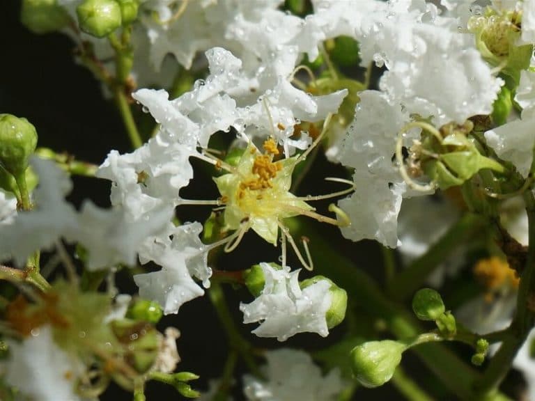 Myrtle Flower Plant: Different Types, How To Grow and Care | Florgeous