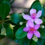 60 Best Beautiful Summer Flowers with Pictures | Florgeous