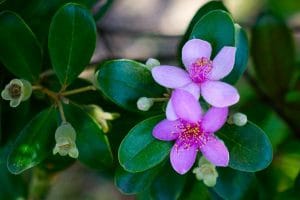 Myrtle Flower Plant: Different Types, How To Grow and Care | Florgeous