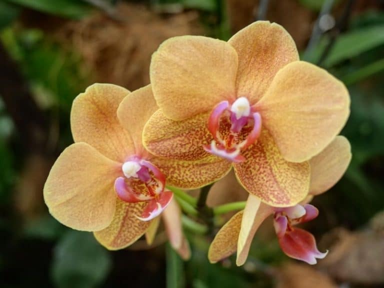 10 Common Types of Orchids for Your Home and Garden | Florgeous