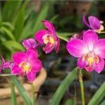 Phalaenopsis Orchids: Types, How to Grow and Care | Florgeous