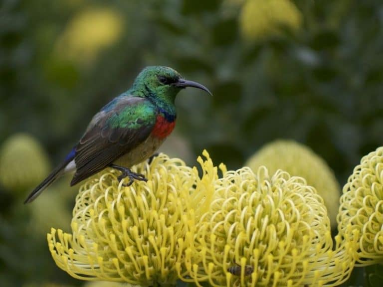 43 Types of Protea Flowers, Meaning and Pictures | Florgeous