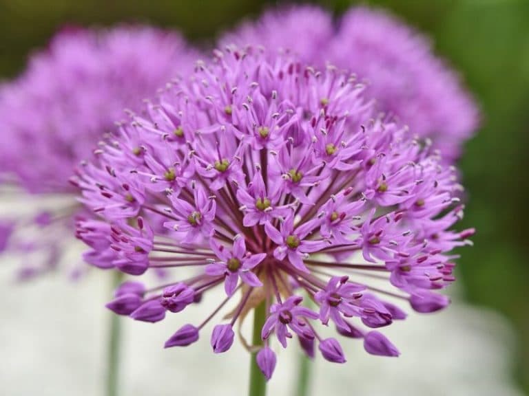 60 Best Types of Purple Flowering Plants You Should Know | Florgeous