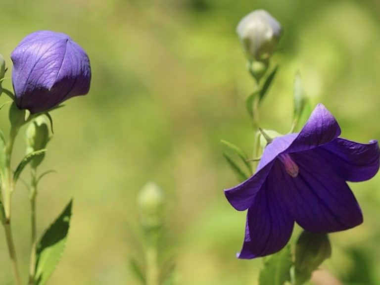 60 Best Types of Purple Flowering Plants You Should Know | Florgeous