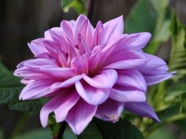 Top 60 Fascinating Purple Flowers with Pictures | Florgeous