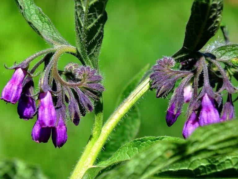 60 Best Types of Purple Flowering Plants You Should Know | Florgeous