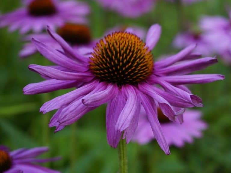 60 Best Types of Purple Flowering Plants You Should Know | Florgeous