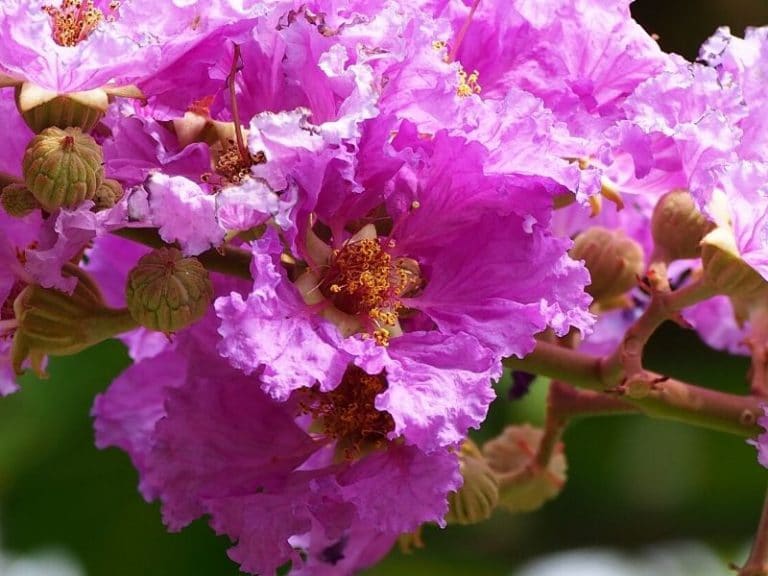 Myrtle Flower Plant: Different Types, How To Grow and Care | Florgeous