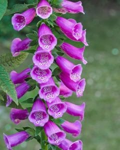 Primrose Companion Plants: Prettiest Picks for Your Garden | Florgeous
