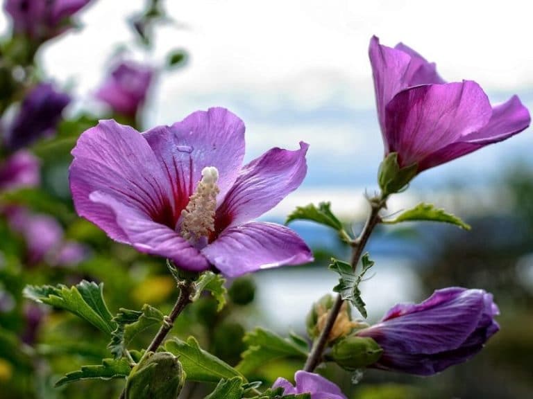60 Best Types of Purple Flowering Plants You Should Know | Florgeous