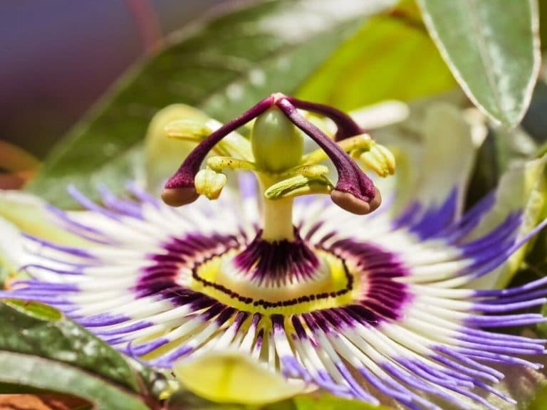 60 Best Types of Purple Flowering Plants You Should Know | Florgeous