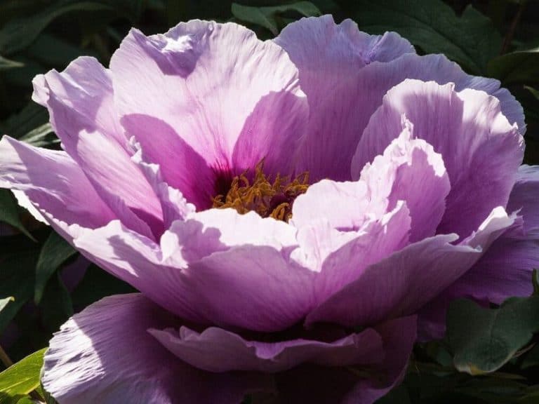 60 Best Types of Purple Flowering Plants You Should Know | Florgeous