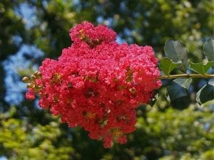 Myrtle Flower Plant: Different Types, How To Grow and Care | Florgeous