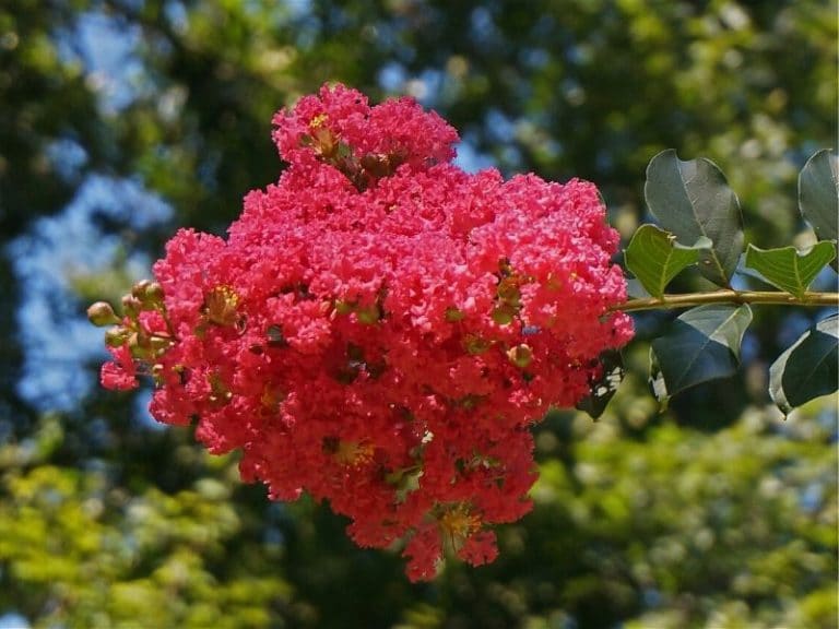 Myrtle Flower Plant: Different Types, How To Grow and Care | Florgeous