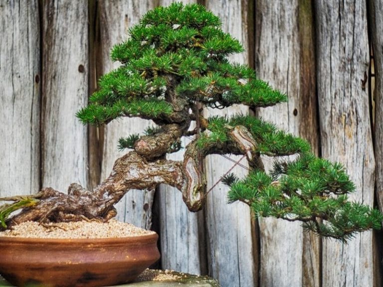 64+ Popular Types of Bonsai Trees You Can Grow | Florgeous