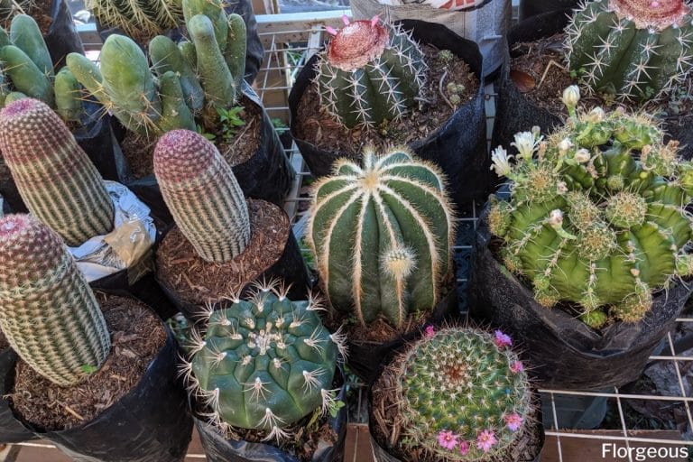 Overwatered Cactus: Signs, Solutions, and Preventive Care Tips | Florgeous