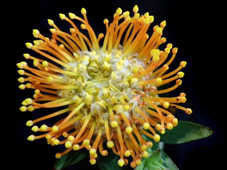 43 Types of Protea Flowers, Meaning and Pictures | Florgeous