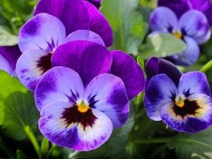 Pisces Birth Flower: Unraveling the Symbolism and Spiritual ...